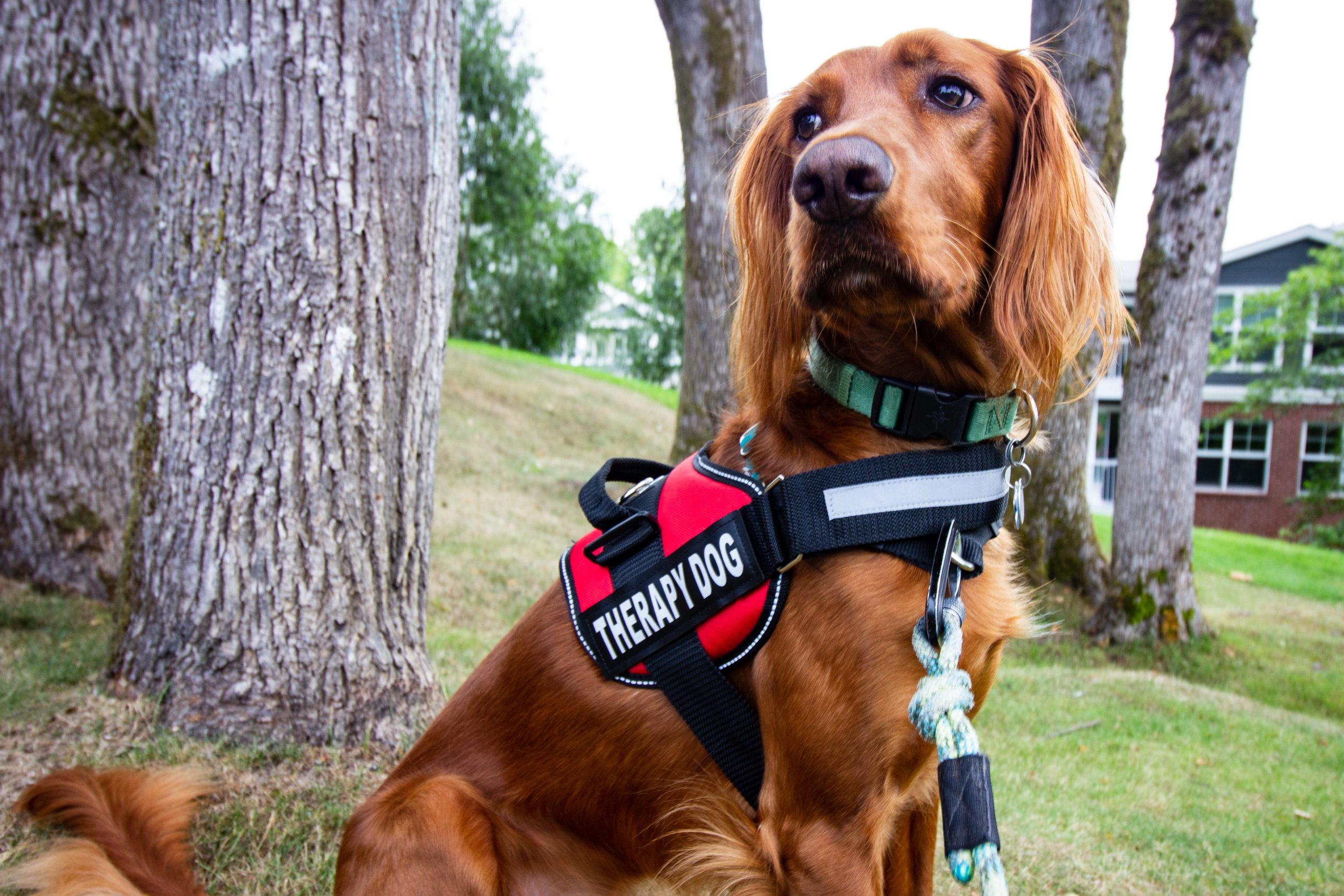 The Benefits of a Therapy Dog - Gateway to Solutions
